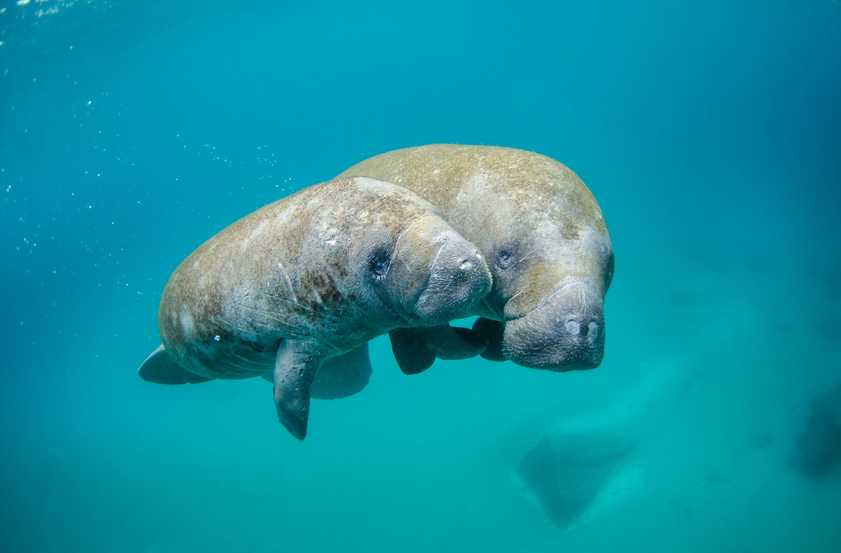Efdc Insider Blog | Simulation Of Manatee Habitat With Eems | EFDC+ Explorer Modeling System ...
